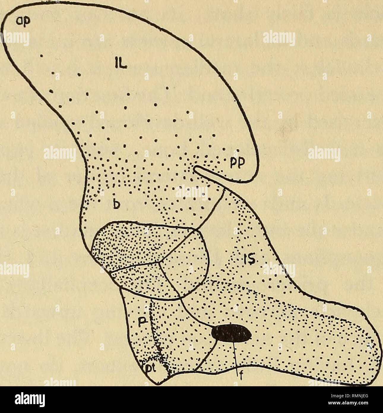 . Annals of the South African Museum = Annale van die Suid-Afrikaanse ...