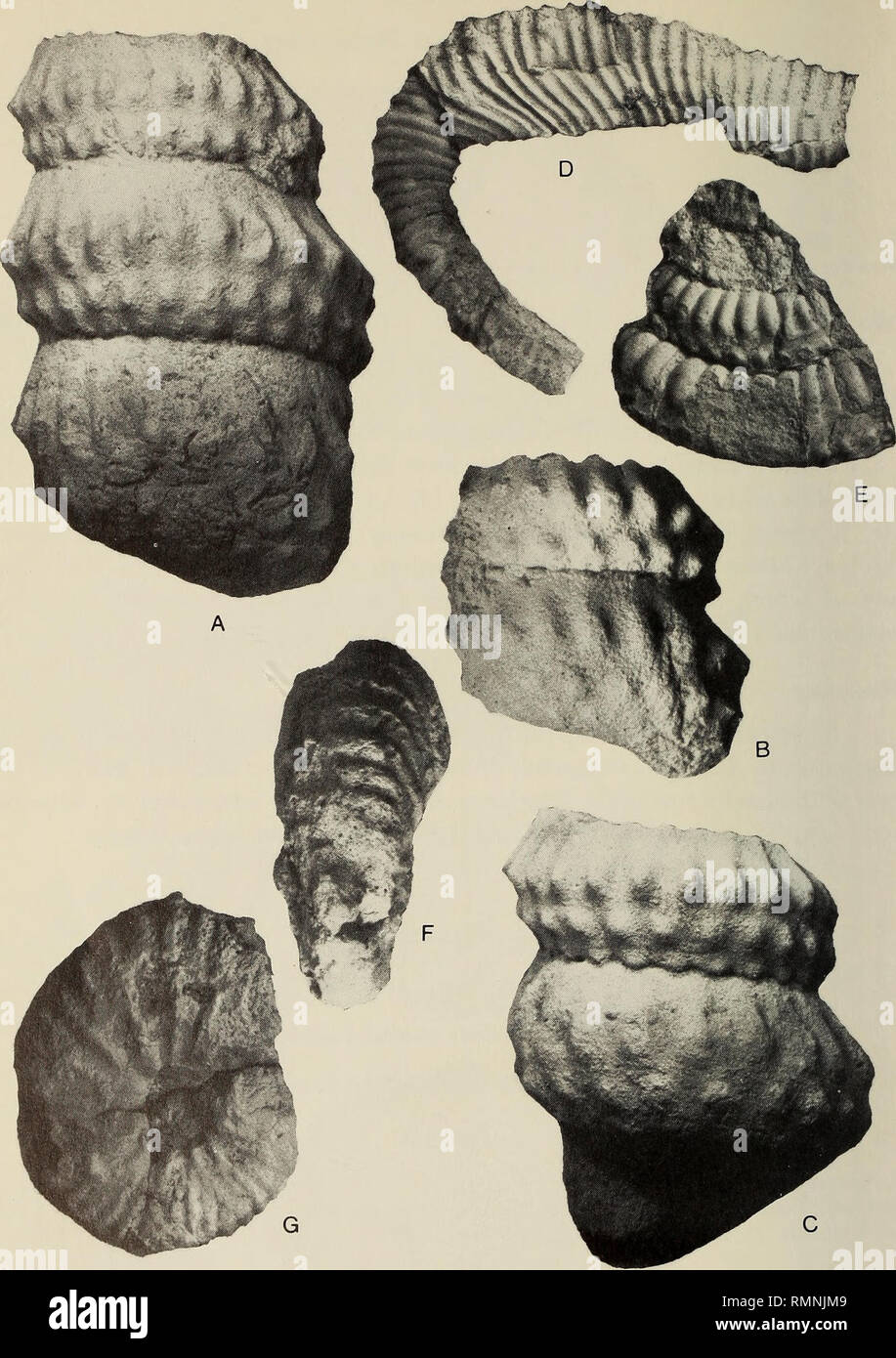 Turrilites costatus hi-res stock photography and images - Alamy
