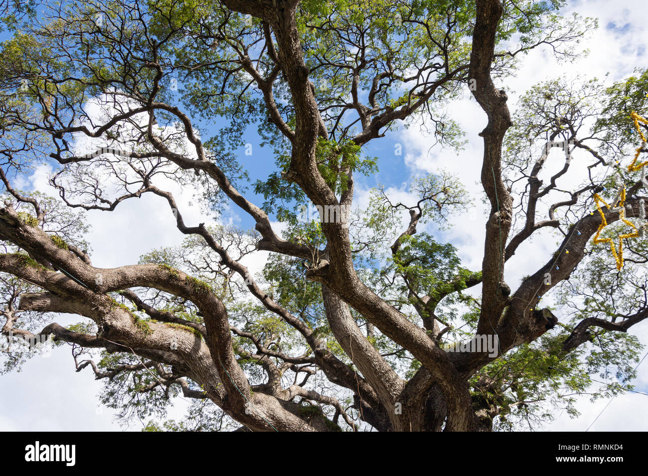 Massay tree ( 400 year old Samaan tree), Derek Walcott Square, Castries ...