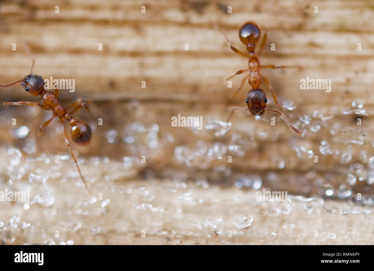 Ice. Ants in spring. A close up Stock Photo - Alamy