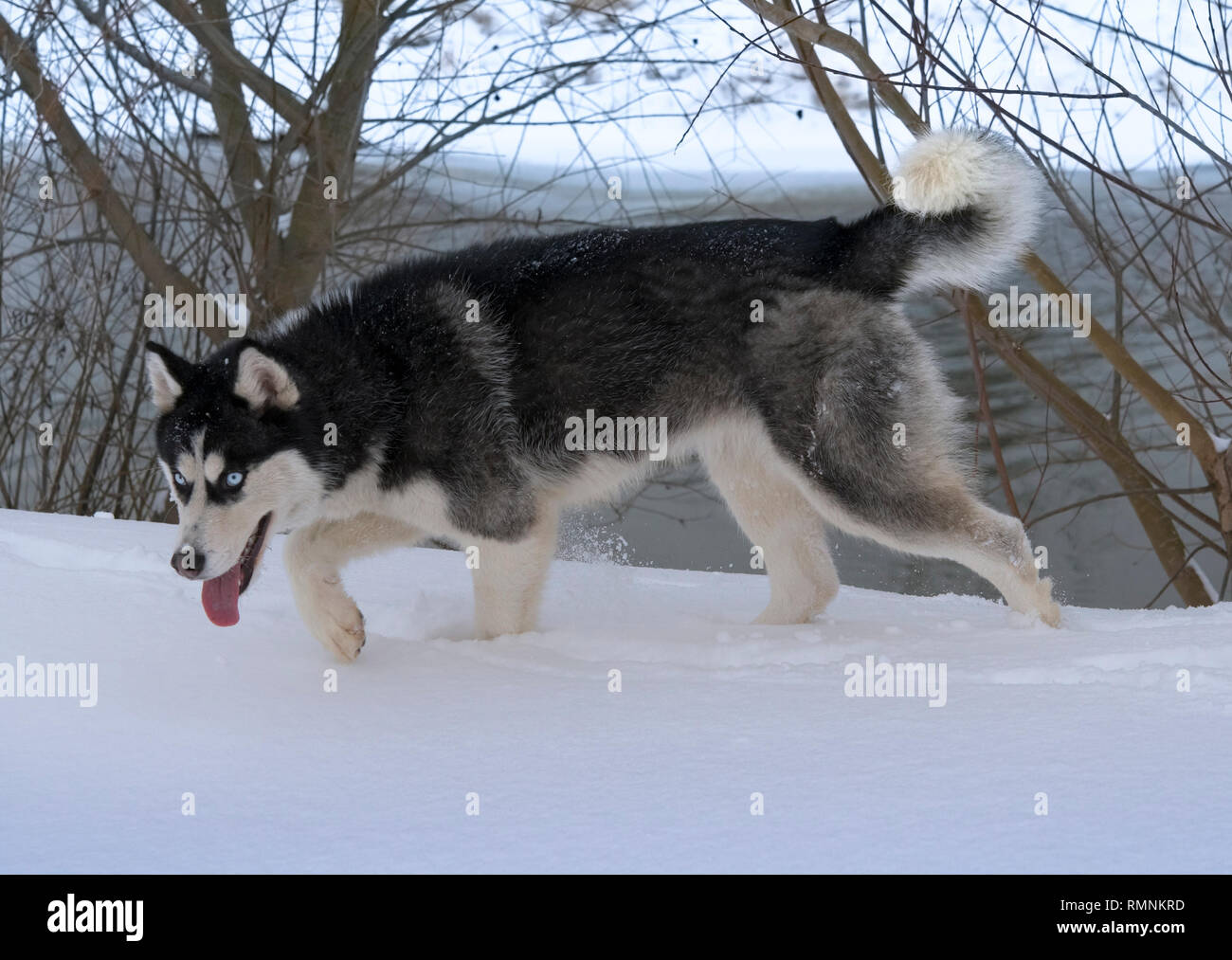 Husky dog on river hi-res stock photography and images - Alamy