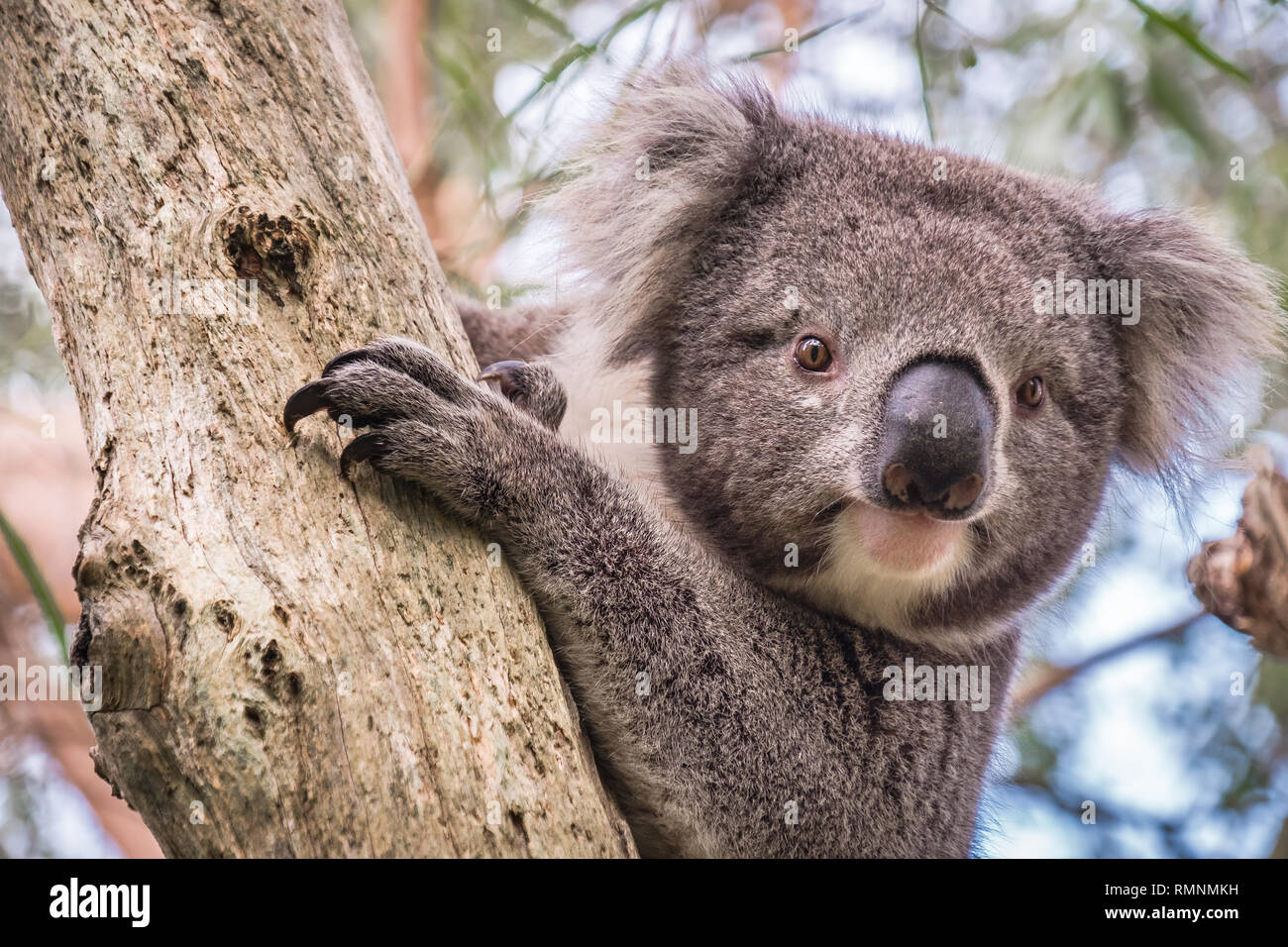 South australian koala hi-res stock photography and images - Alamy