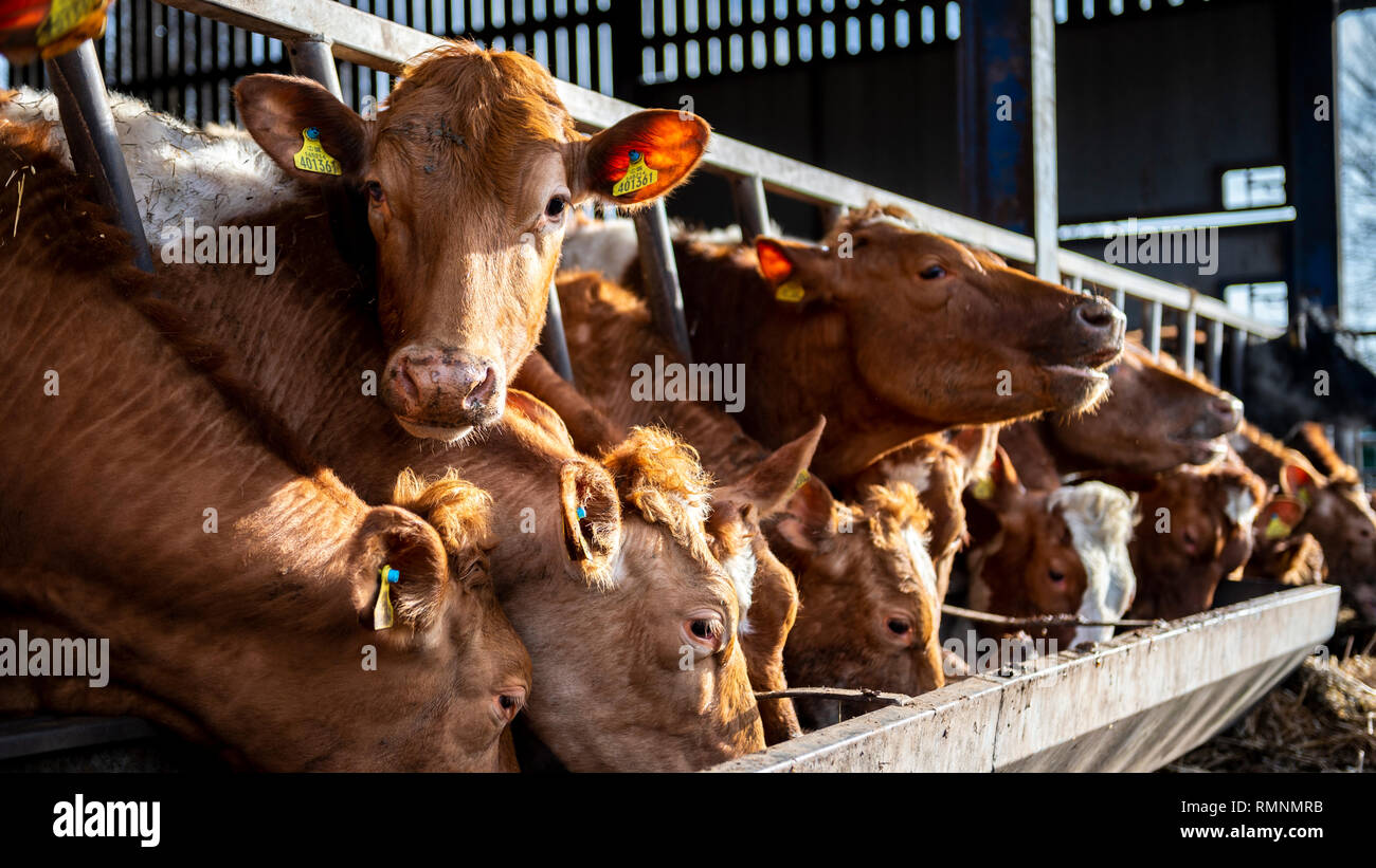 Guernsey calves hi-res stock photography and images - Alamy