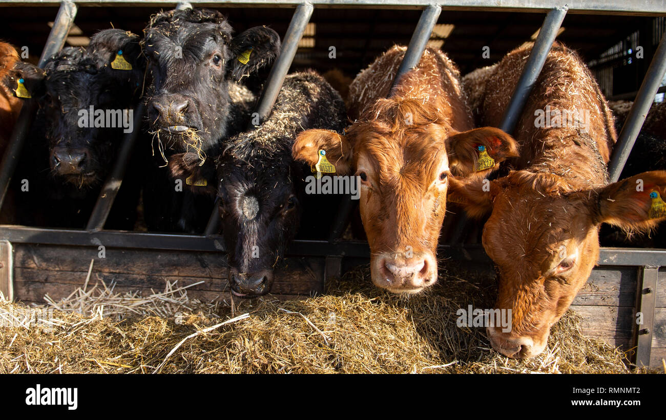 Guernsey cow milking hi-res stock photography and images - Alamy