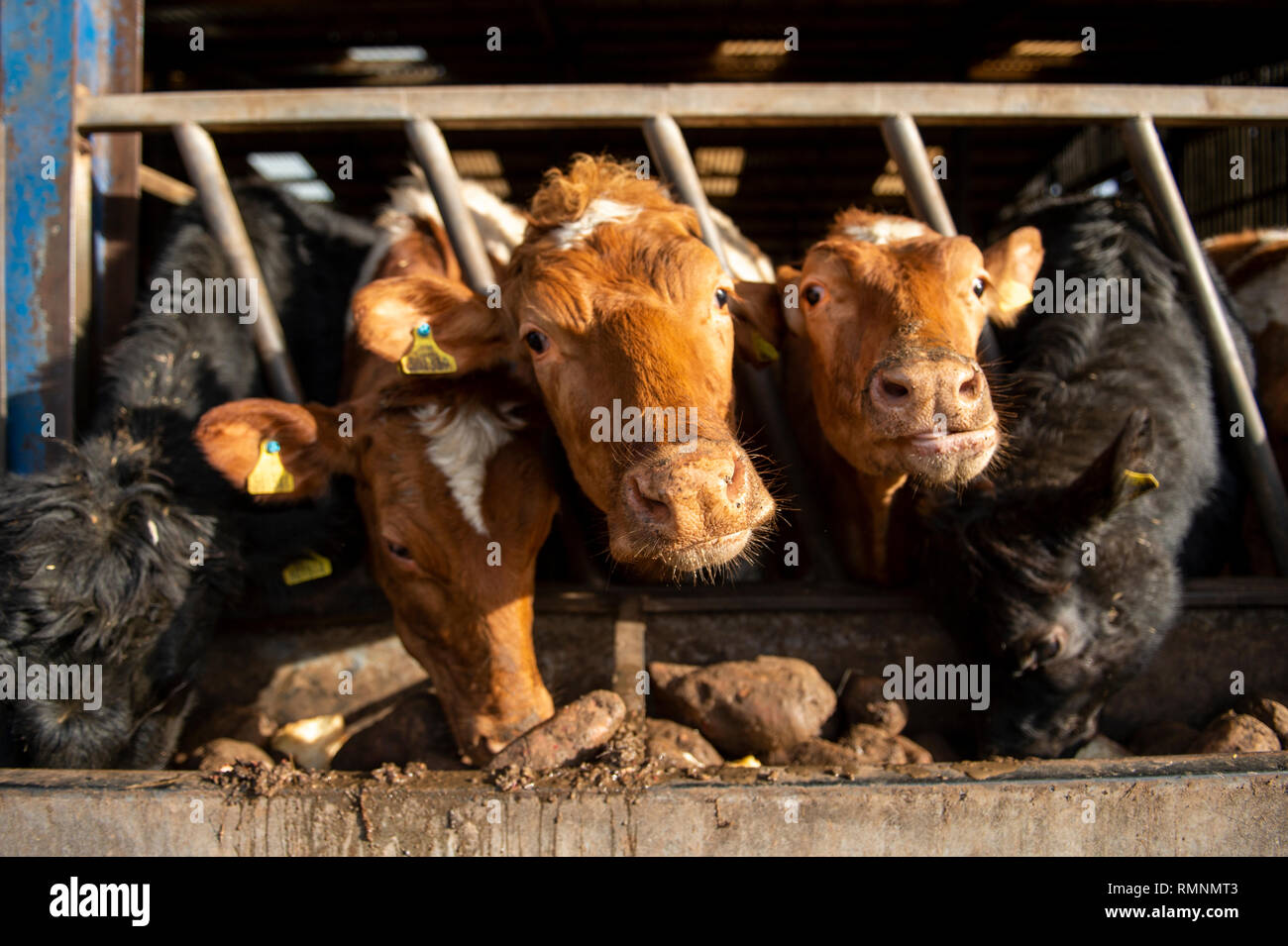Guernsey Cow High Resolution Stock Photography and Images - Alamy