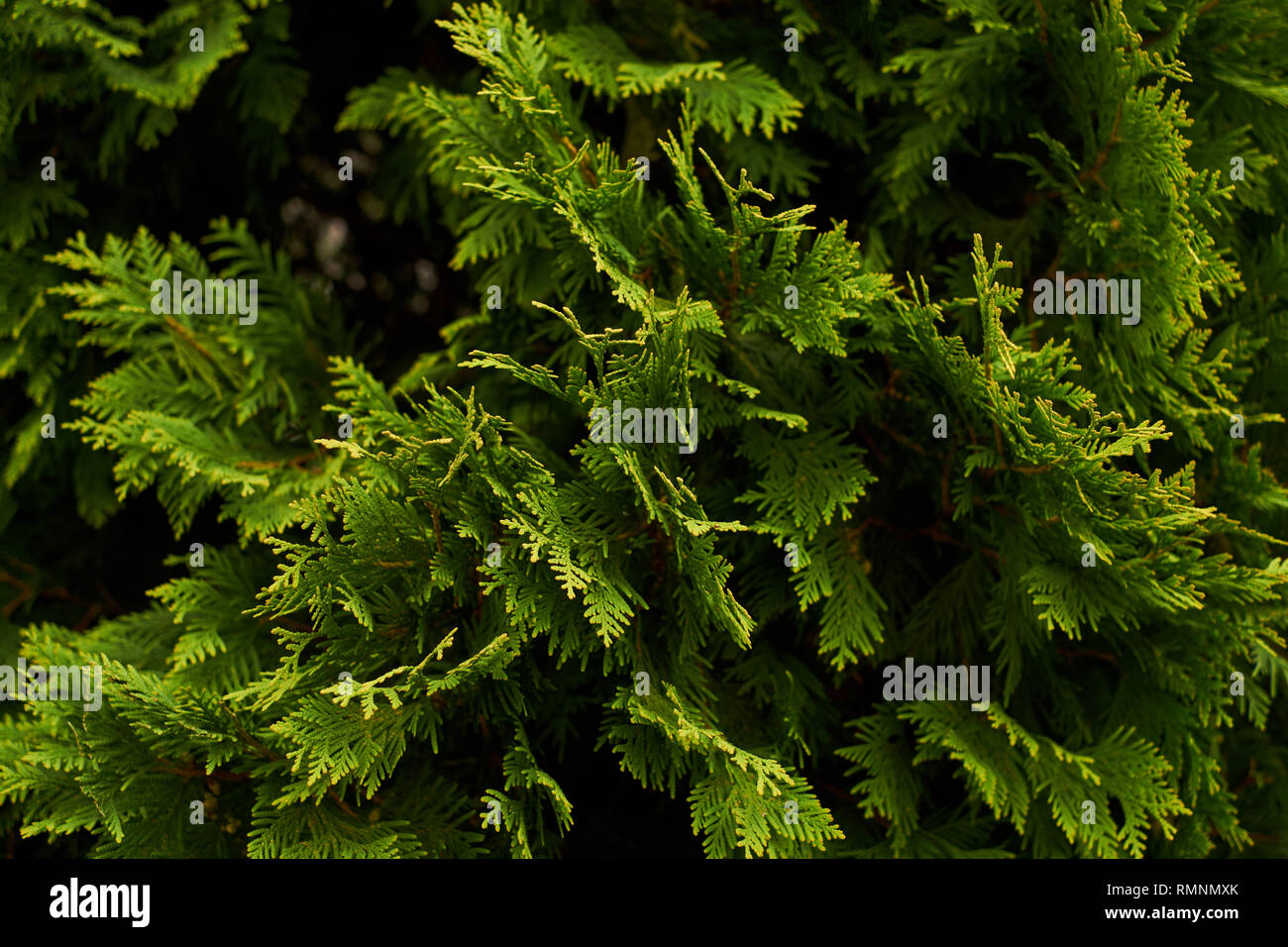 Ornamental shrubs Wall shrubs green background bush Stock Photo - Alamy