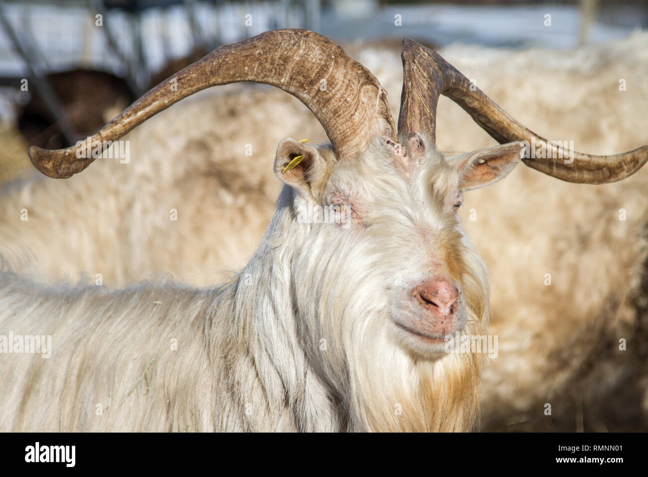 Domestic Goat Capra Hircus Male High Resolution Stock Photography and ...