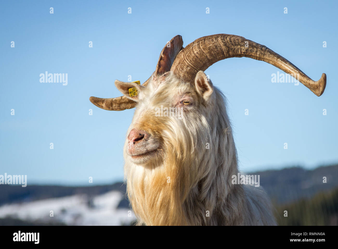 Domestic goat capra hircus male hi-res stock photography and images - Alamy