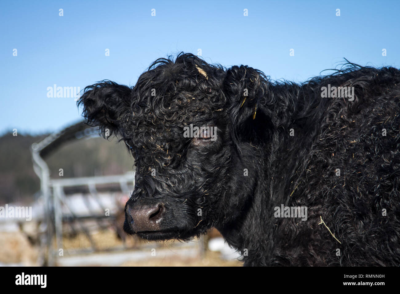 Domestic cattle bos hi-res stock photography and images - Alamy
