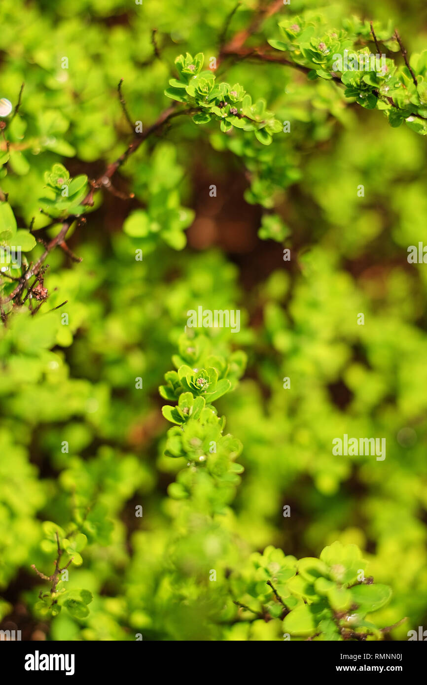 green vibrant boxwood bush round small leaves Stock Photo - Alamy