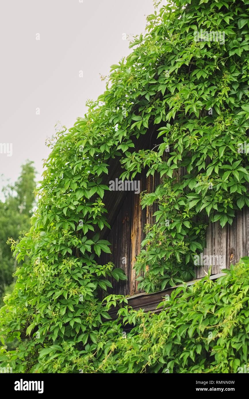 an old house overgrown with ivy Stock Photo - Alamy
