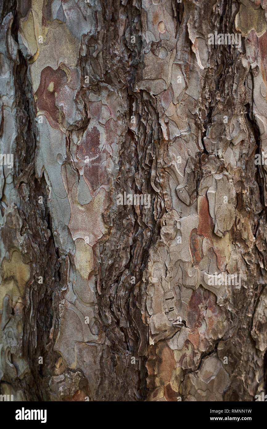 wood texture overgrown with moss green wood close-up Stock Photo - Alamy