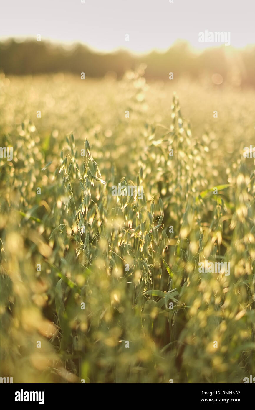 oats on sunset texture green field sun rays Stock Photo - Alamy