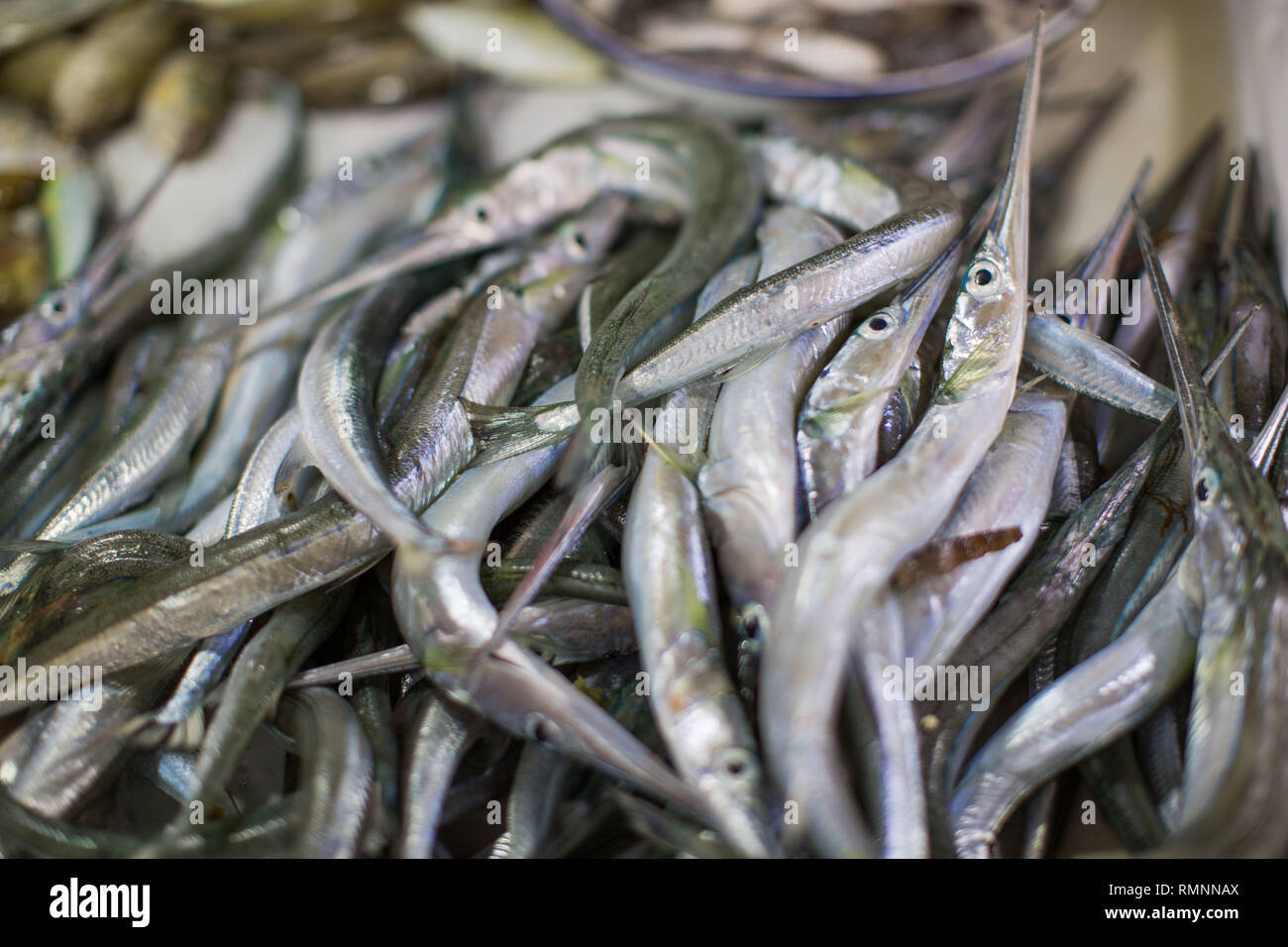 fresh needle fishes in a local province market place of Philippines ...