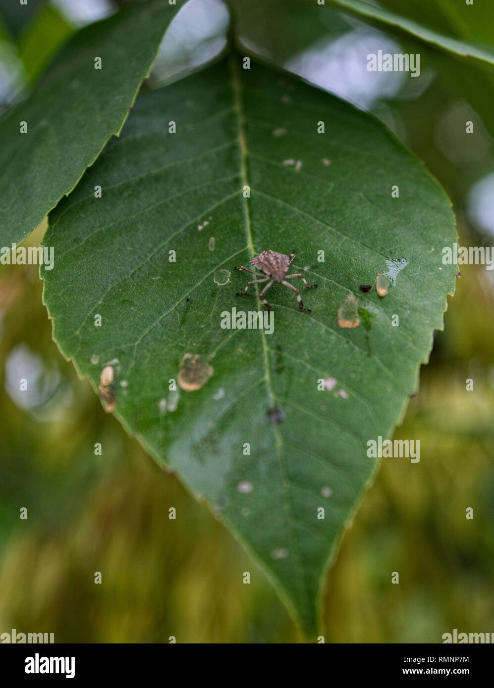 Stink bug leaf hi-res stock photography and images - Alamy