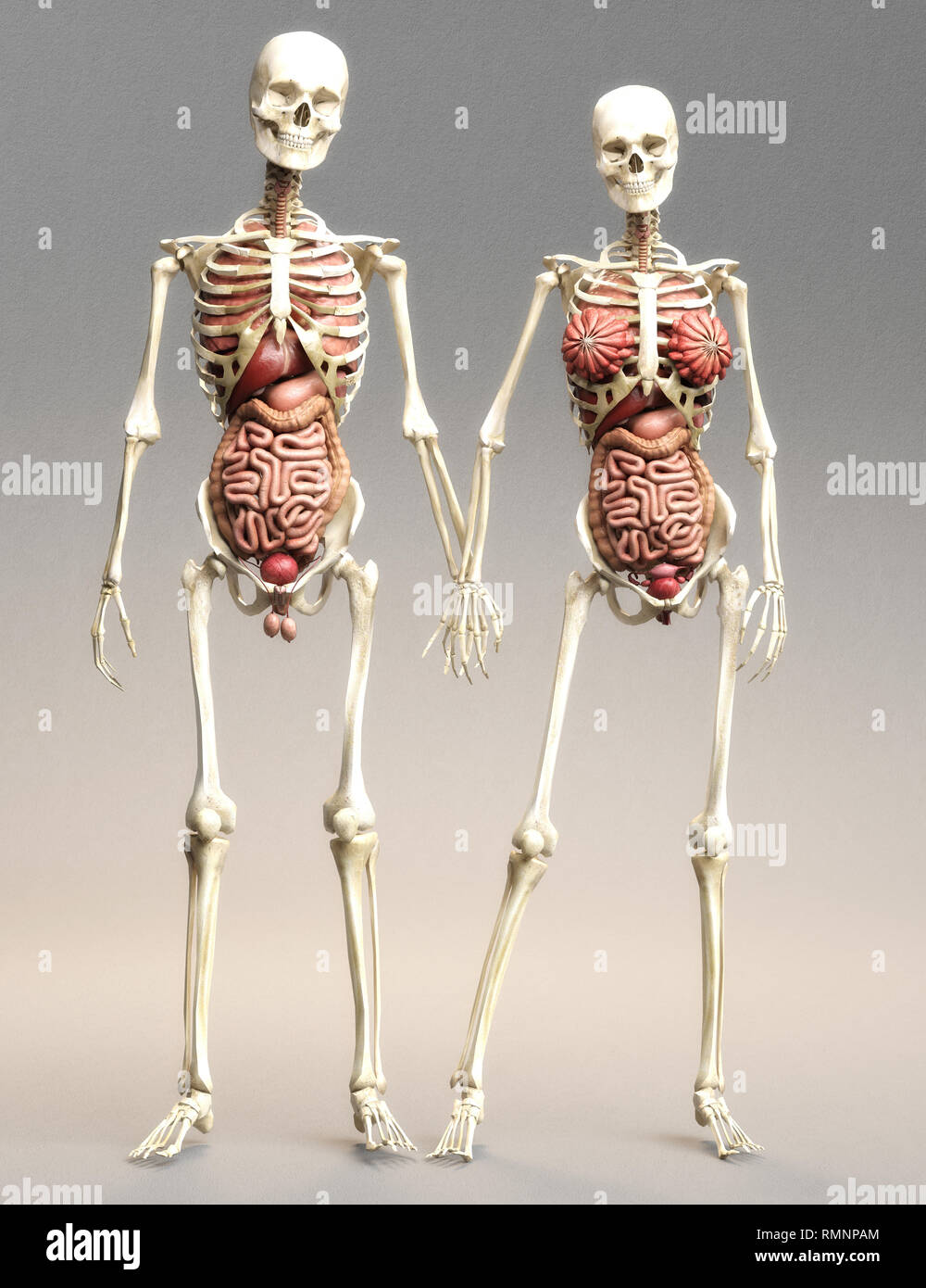 Digital 3D Illustration of the human Anatomy Stock Photo - Alamy
