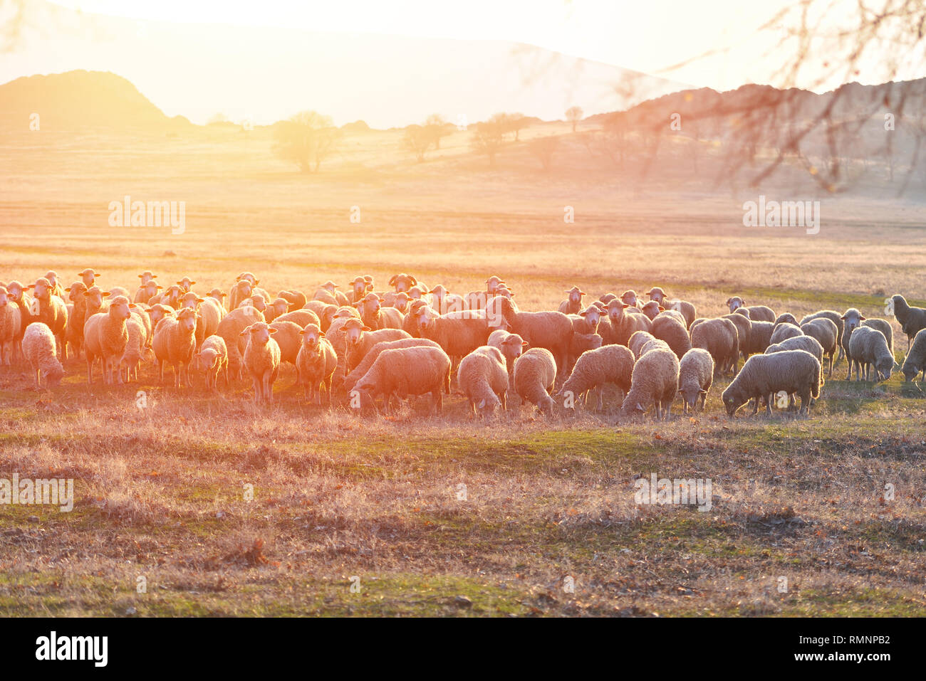 Flock of sheep at sunset with warm lens flare Stock Photo - Alamy