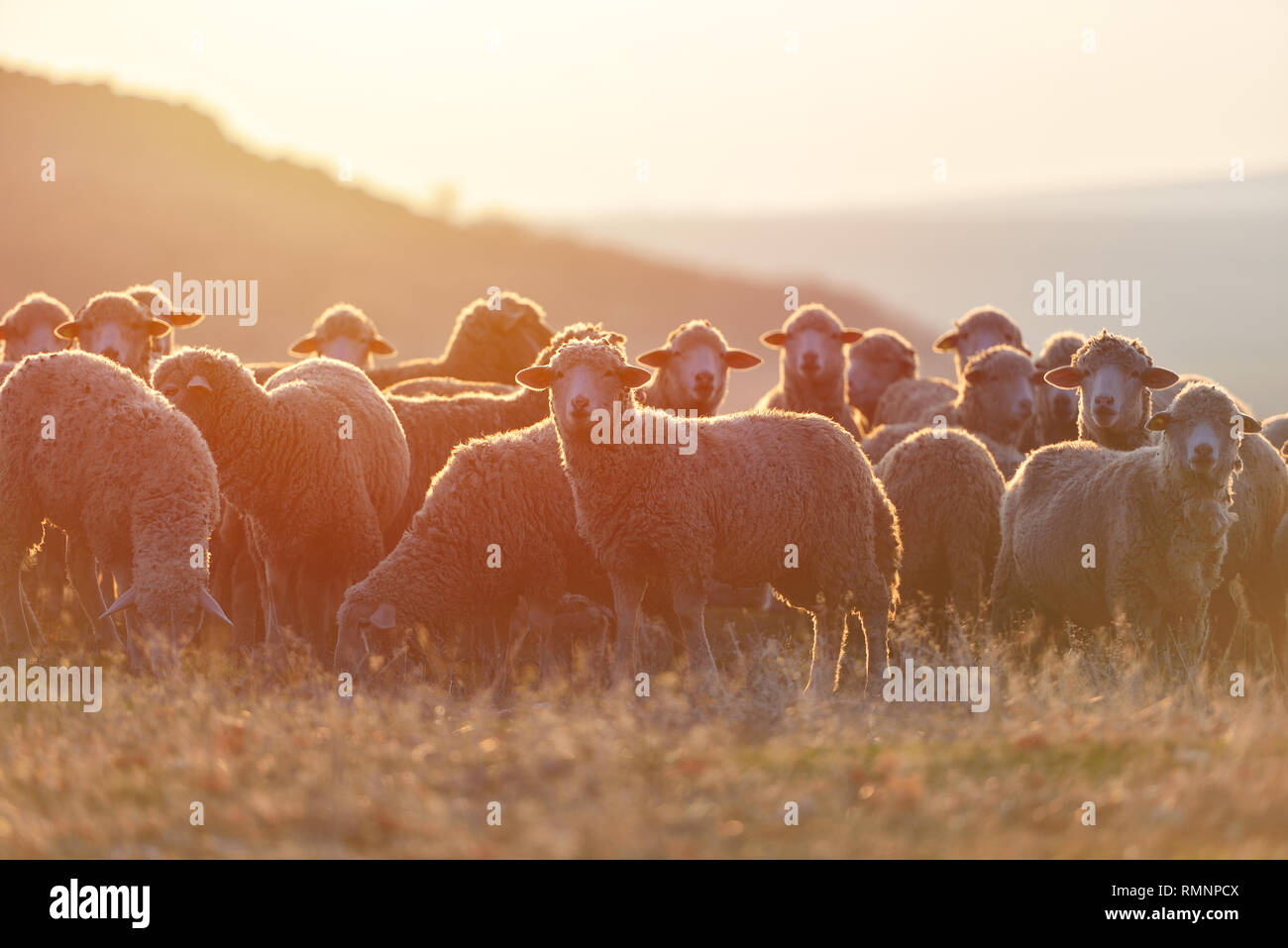Flock of sheep at sunset with warm lens flare Stock Photo - Alamy