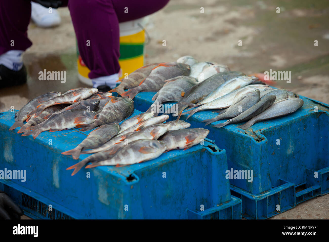 Ica's fish market in Peru Stock Photo - Alamy