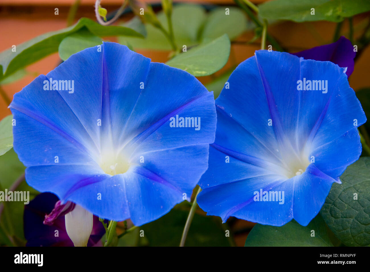 Morning glory ipomoea tricolor heavenly blue hi-res stock photography ...