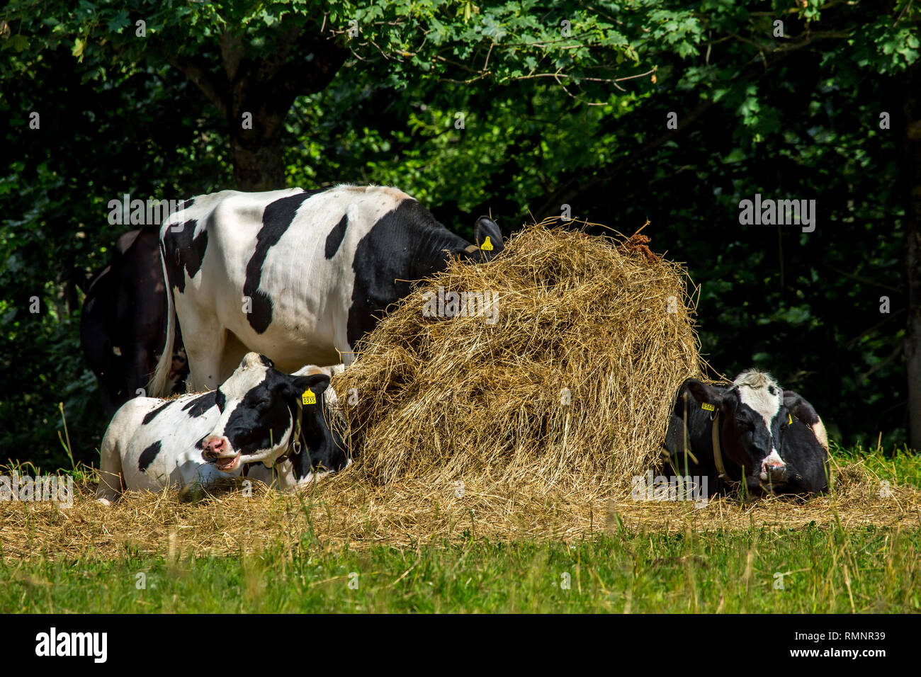 Stack of cows hi-res stock photography and images - Alamy