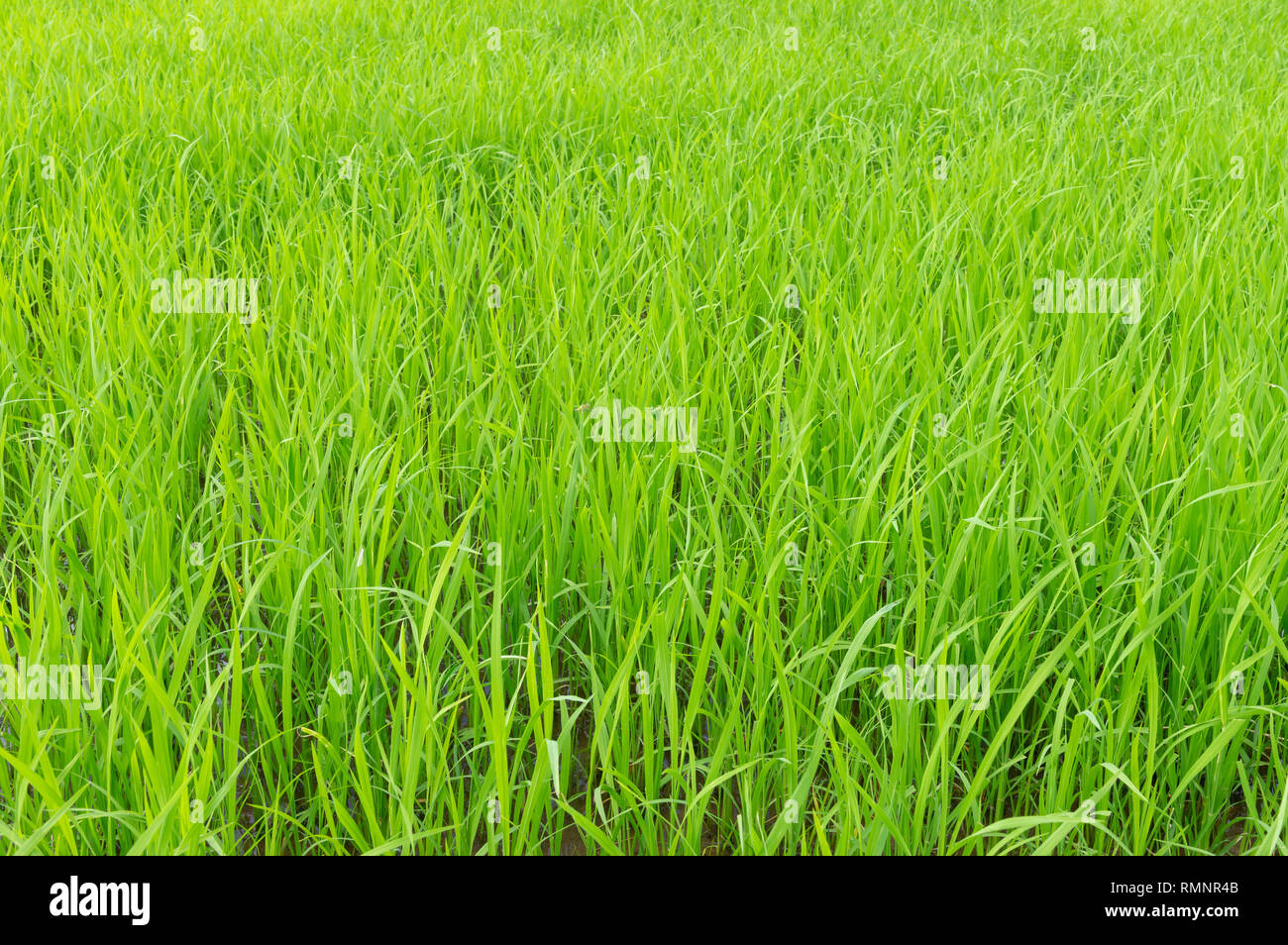 Paddy jasmine rice plant in detail hi-res stock photography and images ...