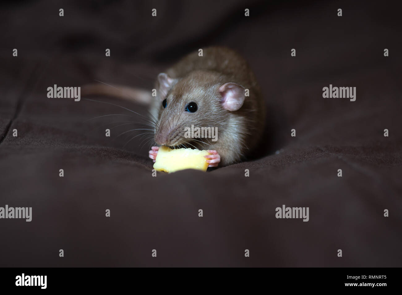Rat Eating Cheese High Resolution Stock Photography and Images - Alamy