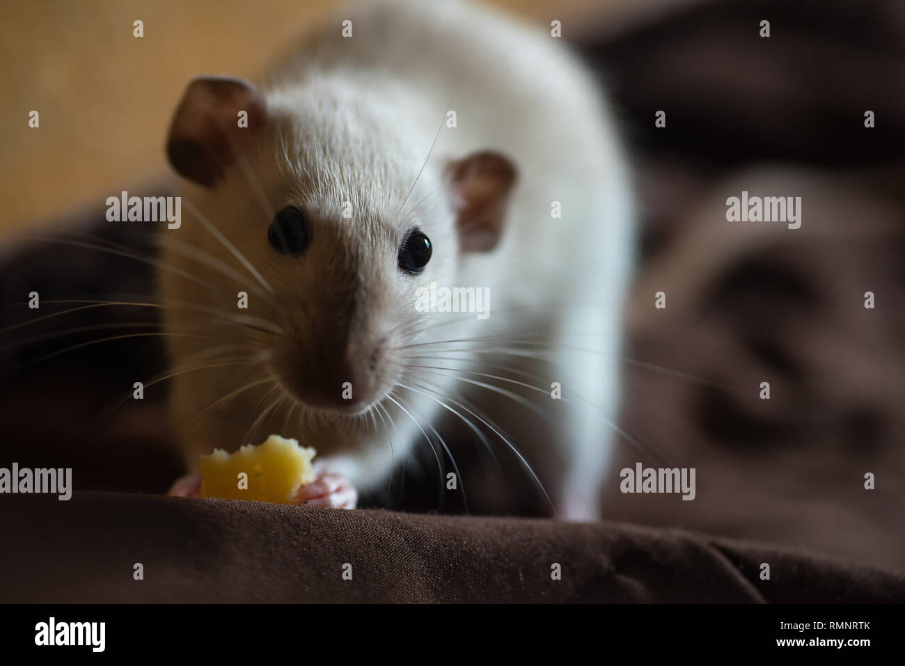 Rat Eating Cheese High Resolution Stock Photography and Images - Alamy