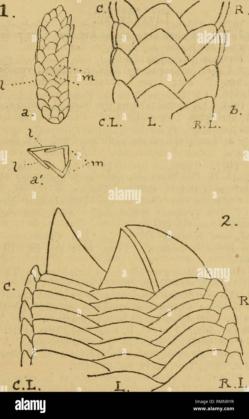 Cirripede High Resolution Stock Photography and Images - Alamy