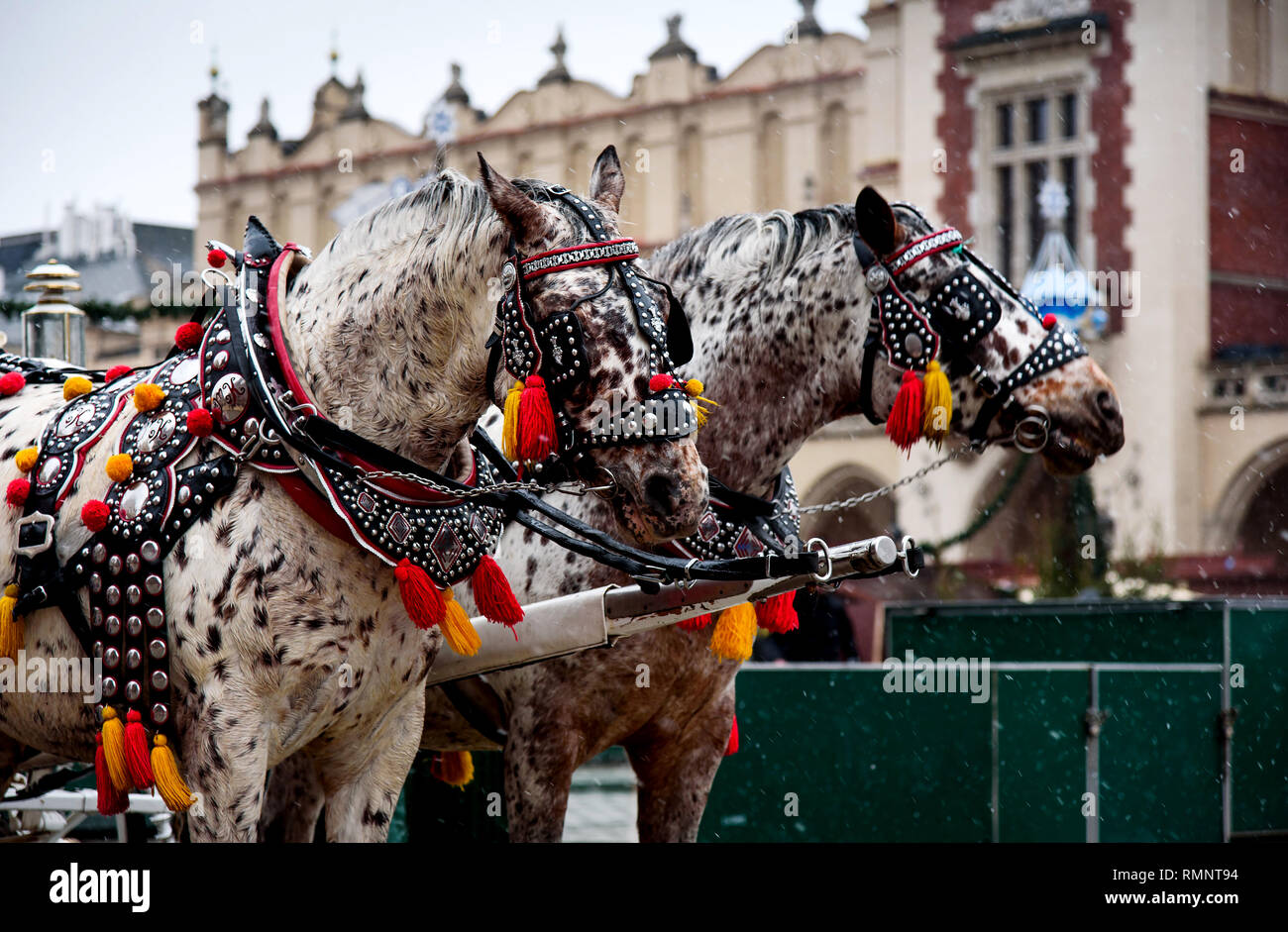 Vintage decorated horse drawn carriage hi-res stock photography and ...