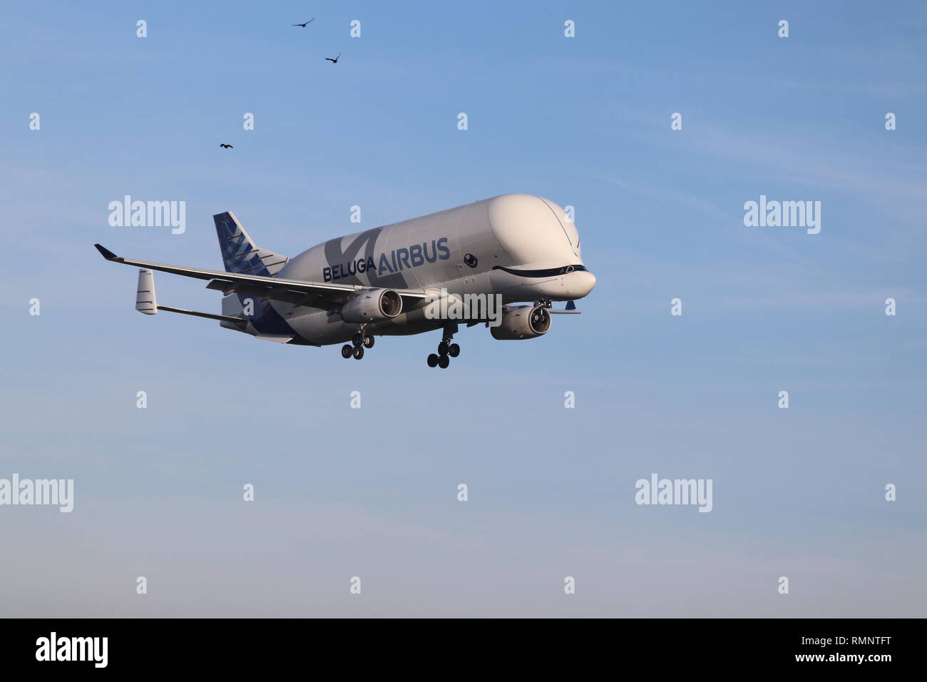 The new Airbus Beluga XL lands in North Wales for the first time, the ...
