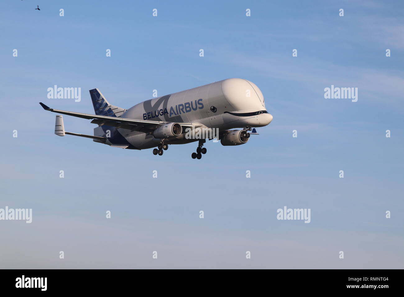 The new Airbus Beluga XL lands in North Wales for the first time, the ...