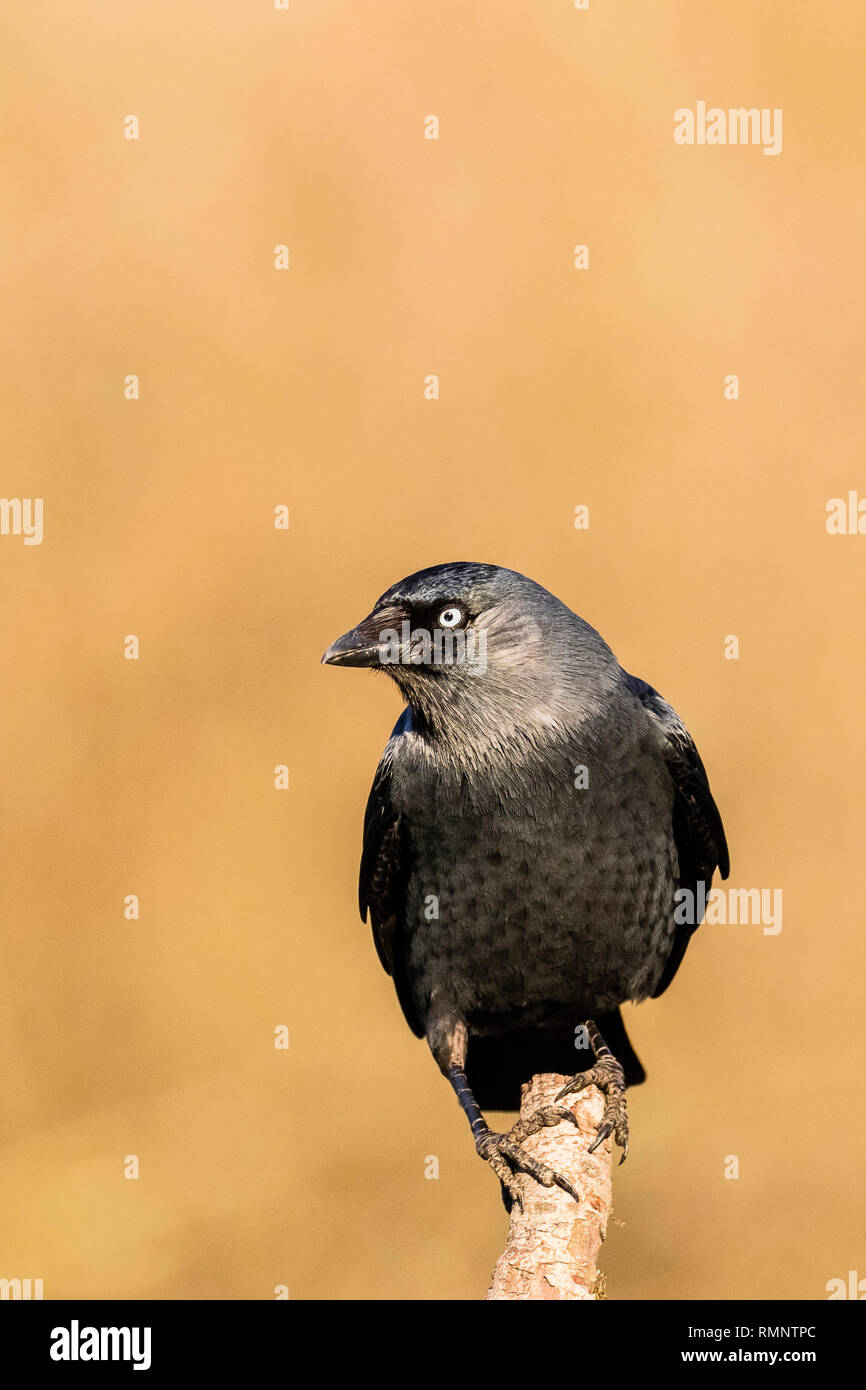 Jackdaw uk winter hi-res stock photography and images - Alamy