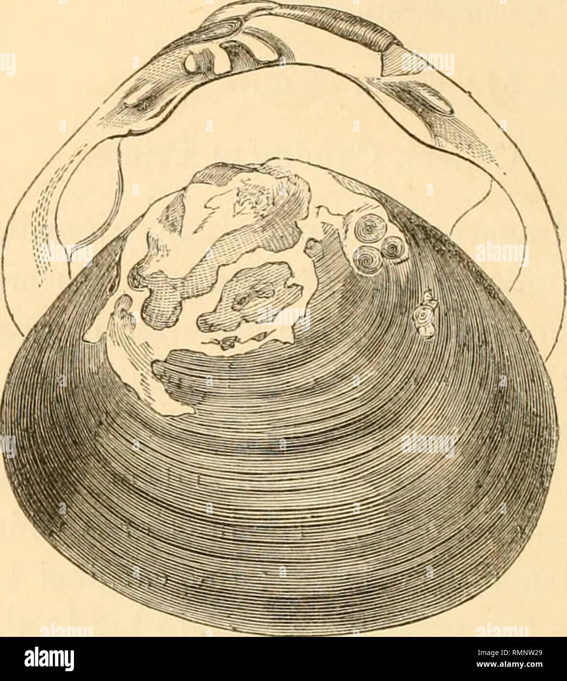 . Annals of the Lyceum of Natural History of New-York. Science. 88 ...