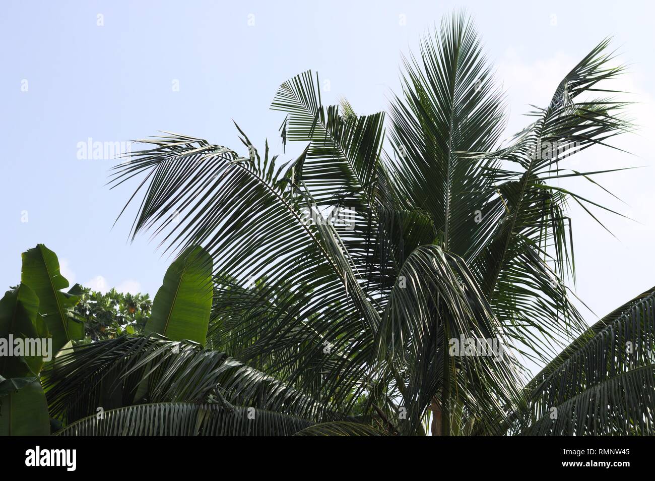 Palm tree with a sky background (Ari Atoll, Maldives Stock Photo - Alamy