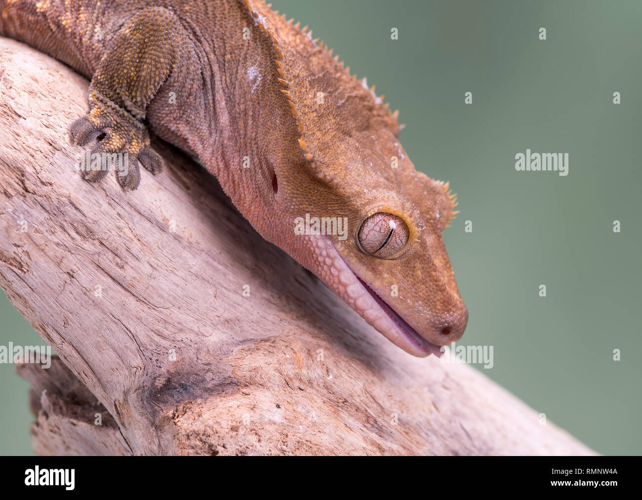 Green eye gecko hi-res stock photography and images - Alamy