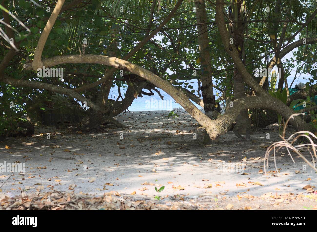 View through the forest (Ari Atoll, Maldives Stock Photo - Alamy