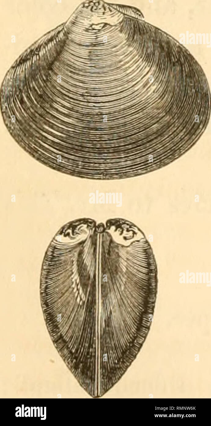 Epidermide hi-res stock photography and images - Alamy