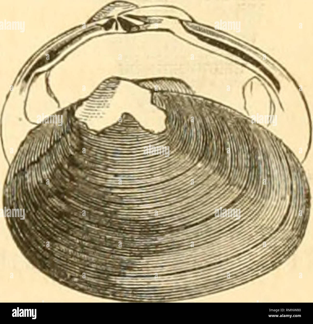 Ligamento hi-res stock photography and images - Alamy