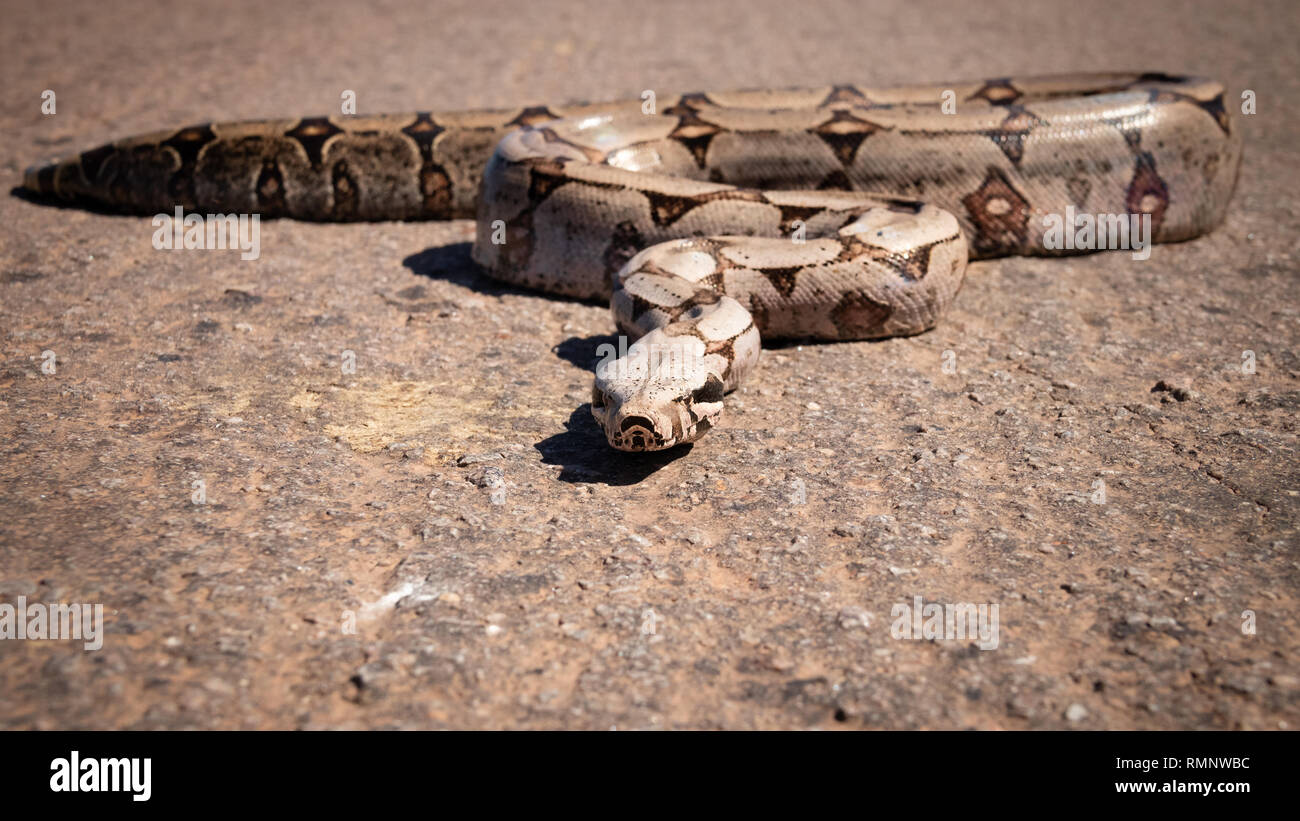 Boa constrictor hi-res stock photography and images - Alamy