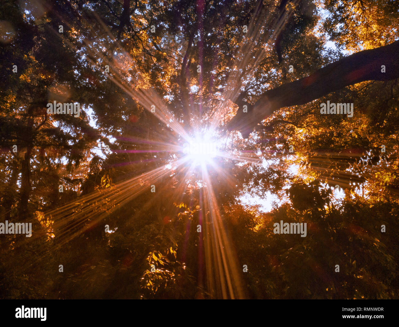 Sunshine environment hi-res stock photography and images - Alamy