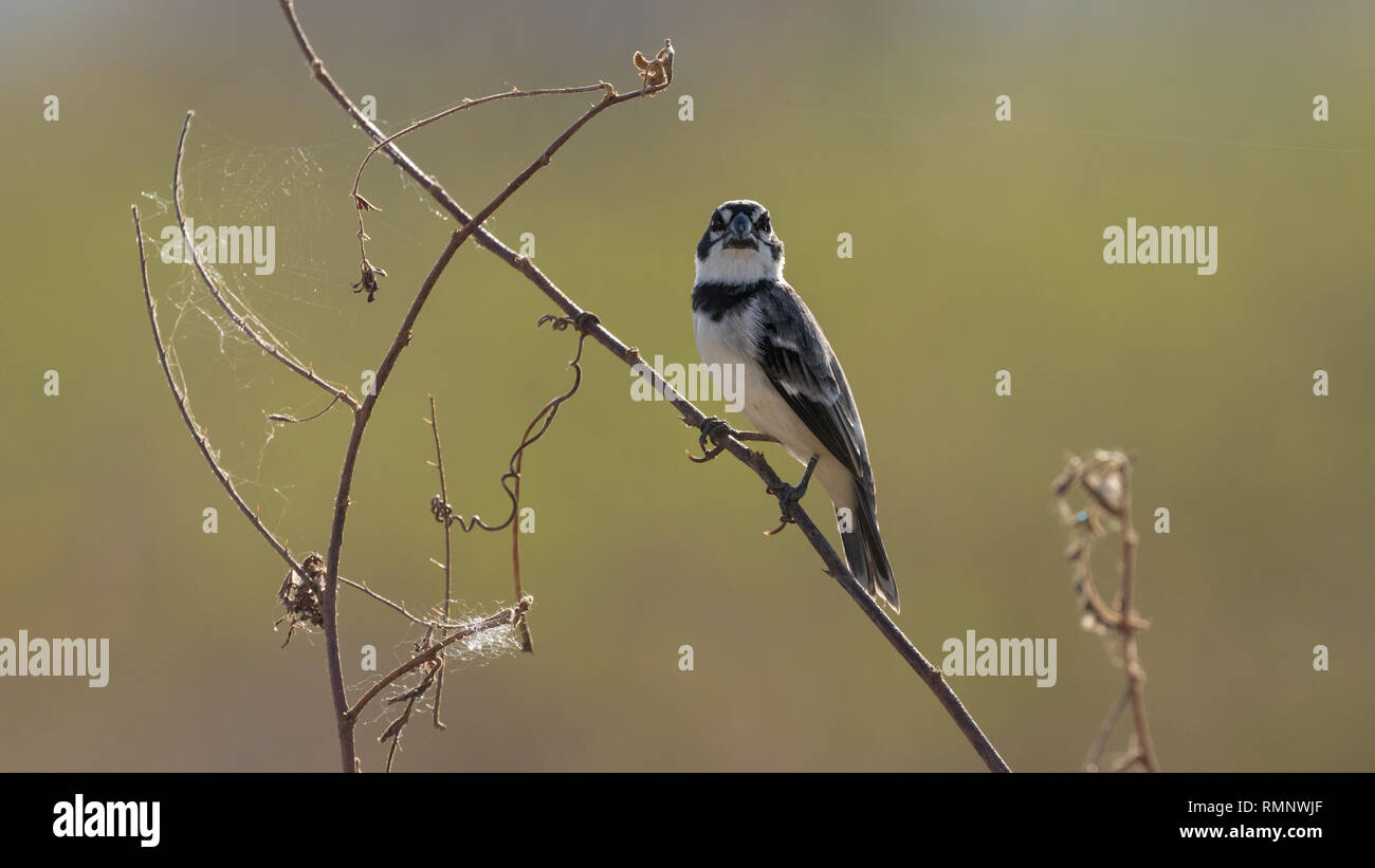Ecosistema de aves hi-res stock photography and images - Alamy