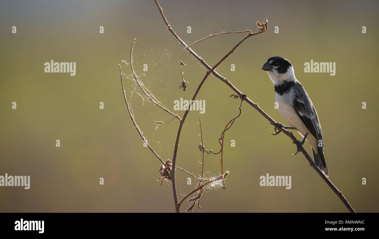 Ecosistema de aves hi-res stock photography and images - Alamy