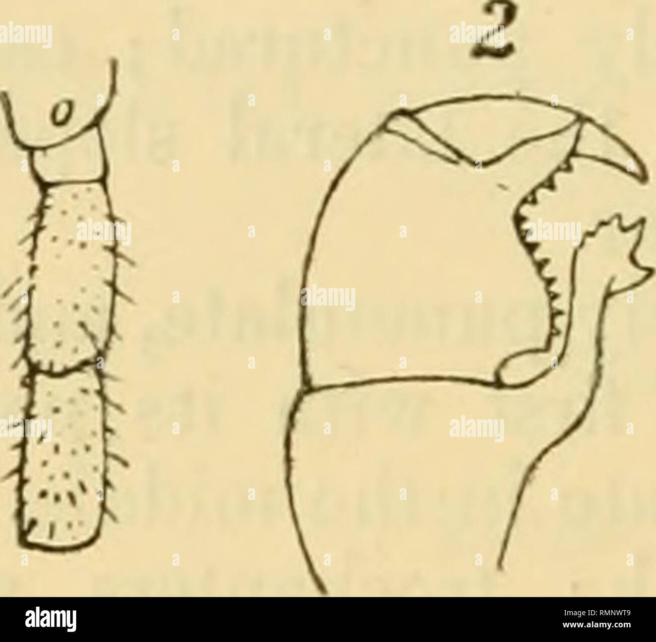 Tibial spur hi-res stock photography and images - Alamy