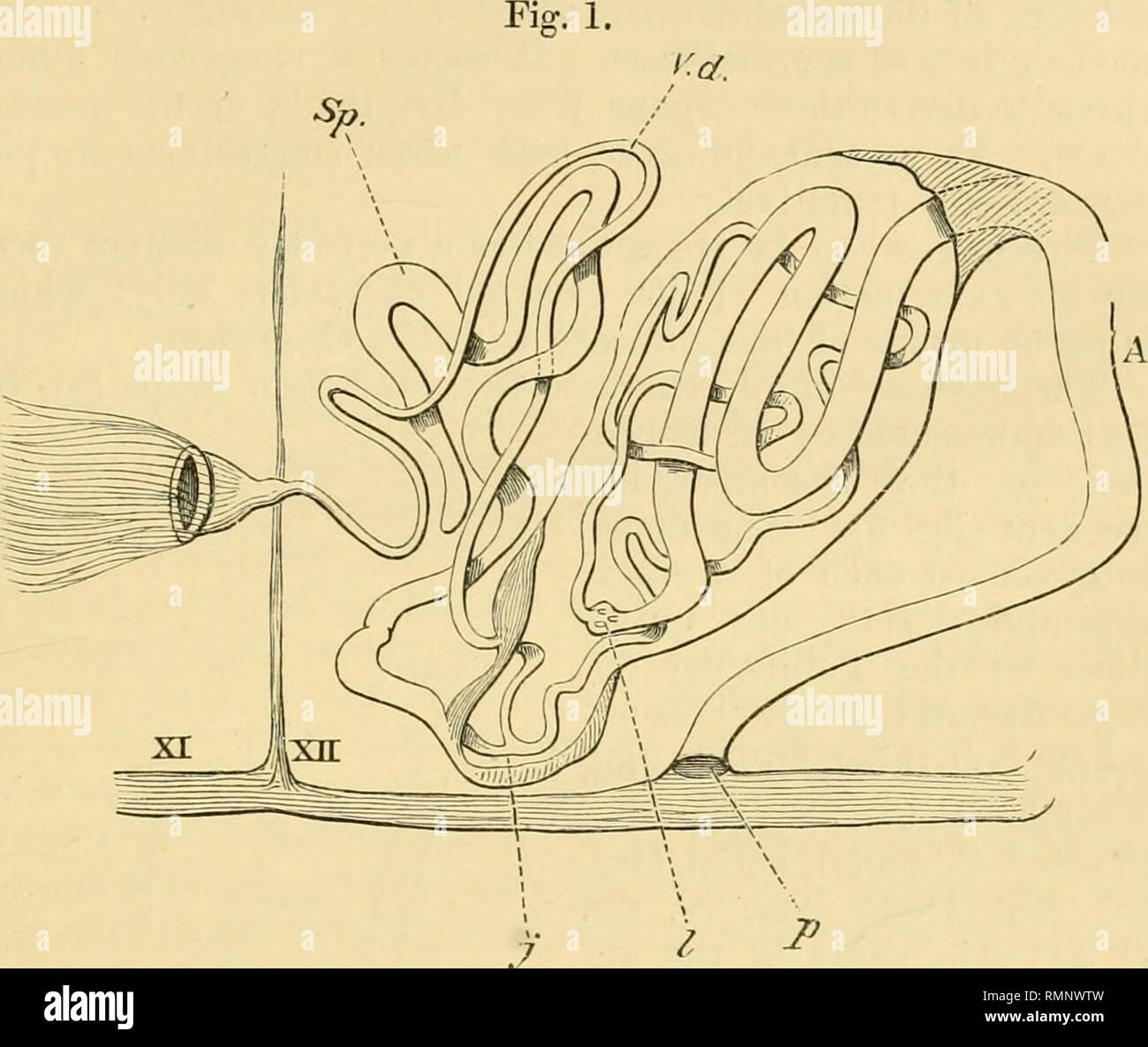 . The Annals and magazine of natural history; zoology, botany, and ...
