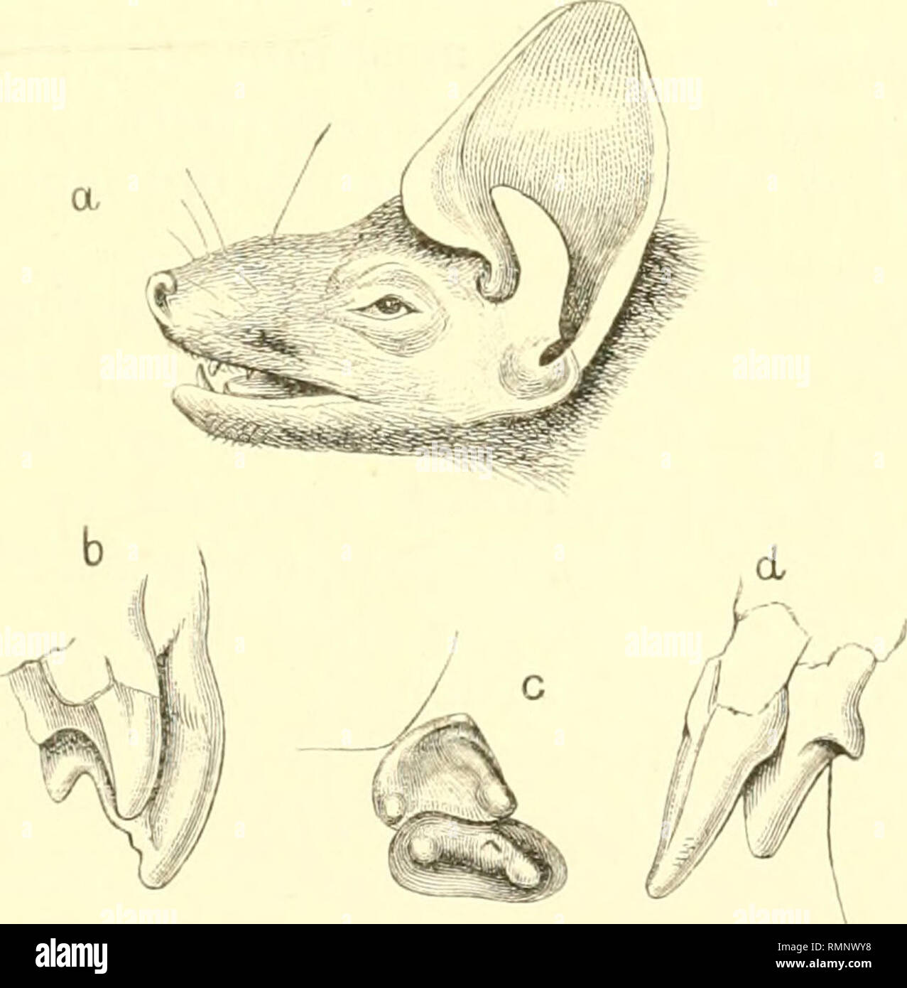 . The Annals and magazine of natural history; zoology, botany, and ...