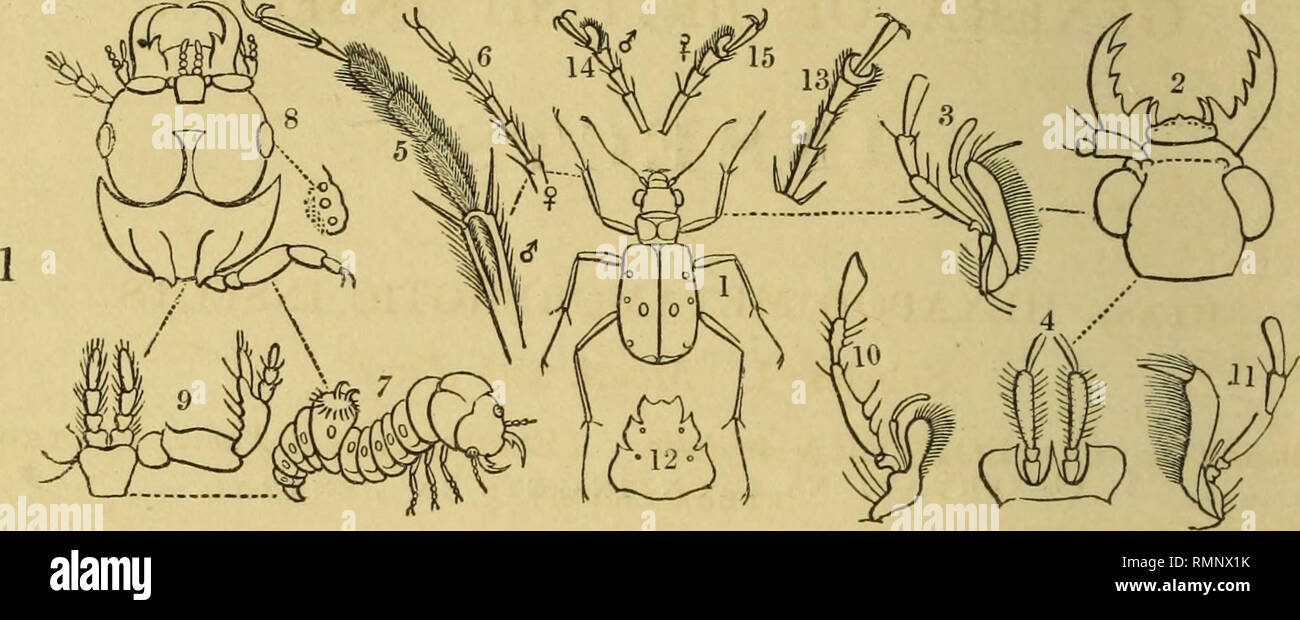 . Annals of natural history. Natural history; Botany; Zoology; Geology ...
