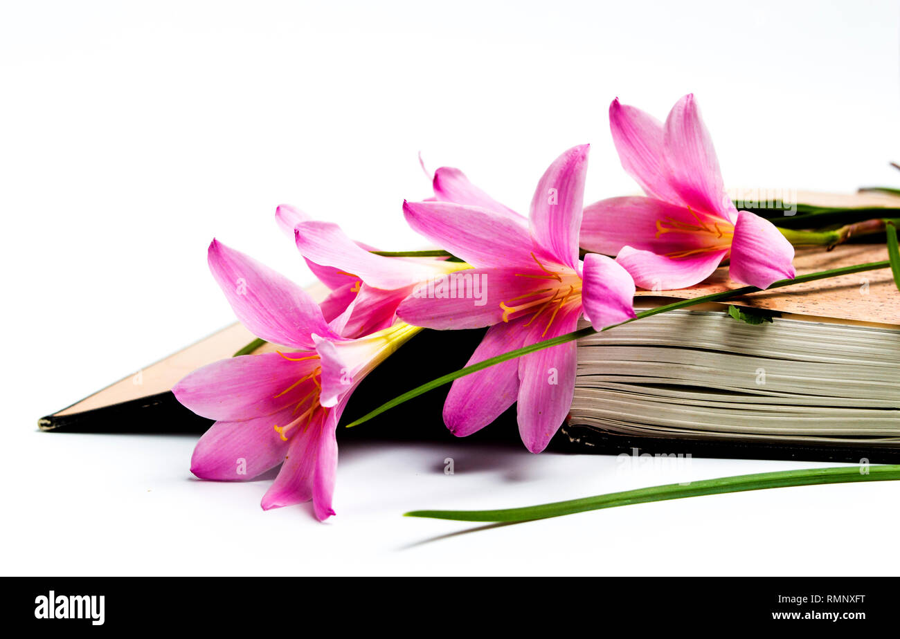 Lily the pink album hi-res stock photography and images - Alamy