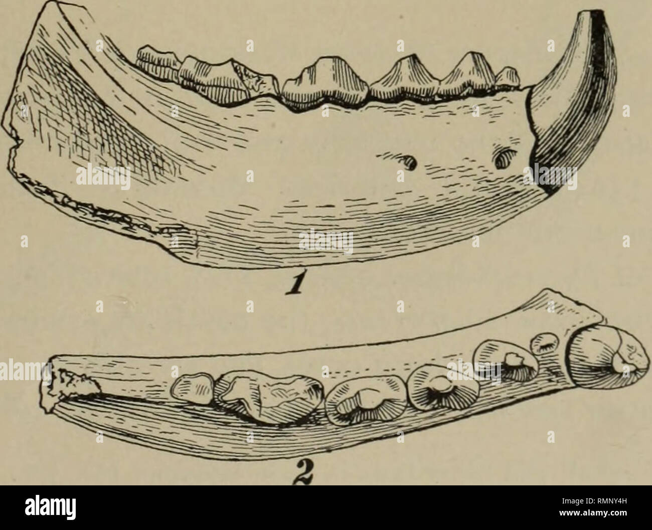 Potamotherium hi-res stock photography and images - Alamy