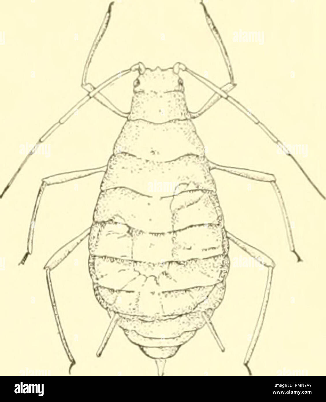 Wingless stage hi-res stock photography and images - Alamy